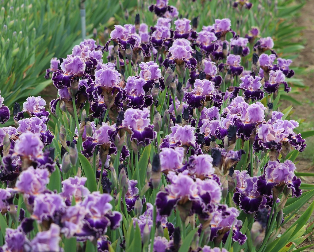Moonlit Night | Mid-America Garden