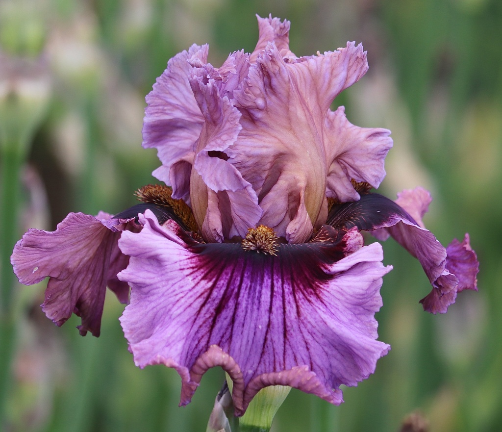 Mardi Gras Mask | Mid-America Garden