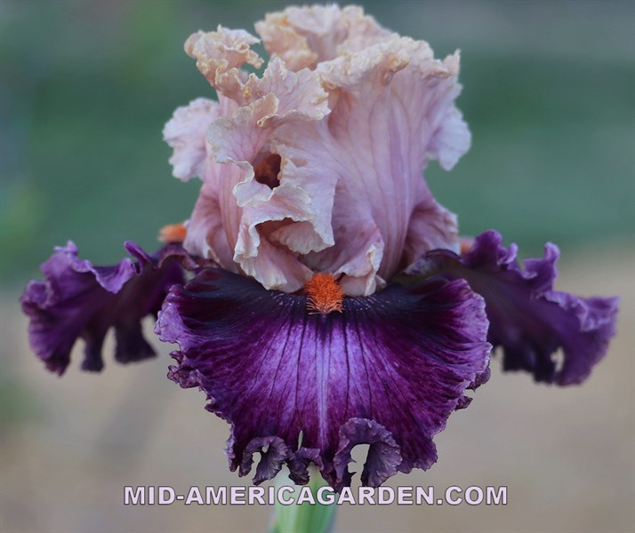 Elite | Mid-America Garden