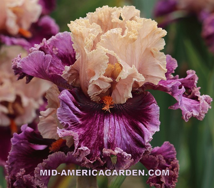 Elite | Mid-America Garden