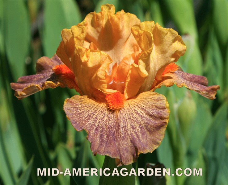 Foofaraw | Mid-America Garden