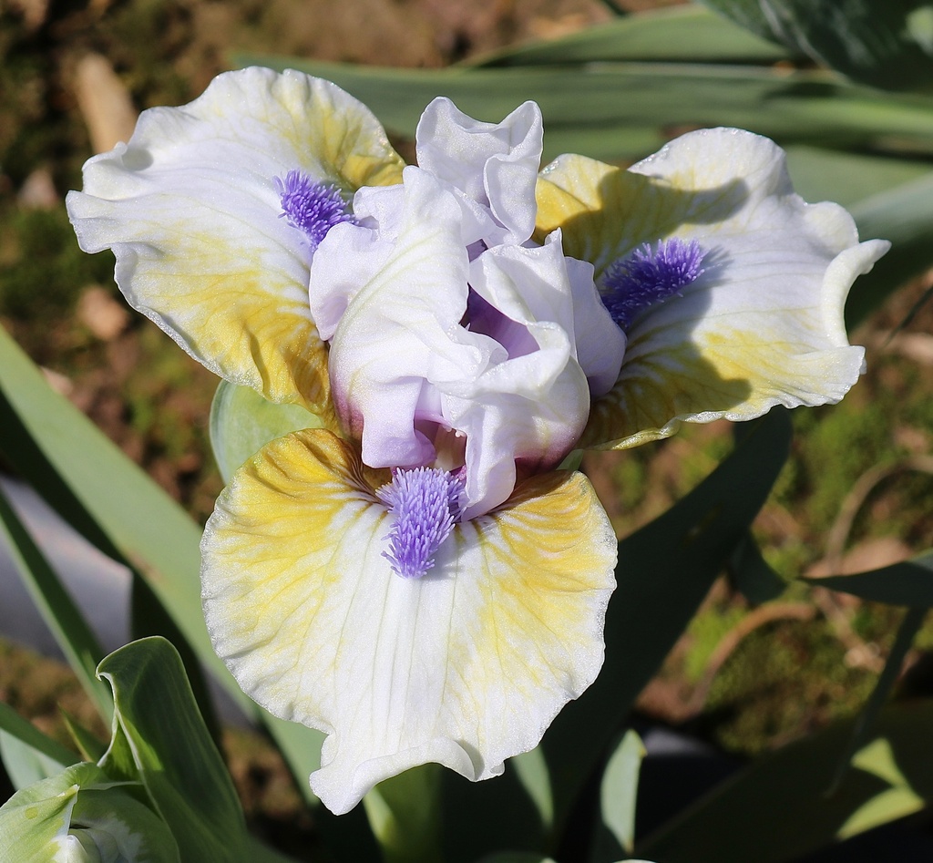 Joyous One | Mid-America Garden