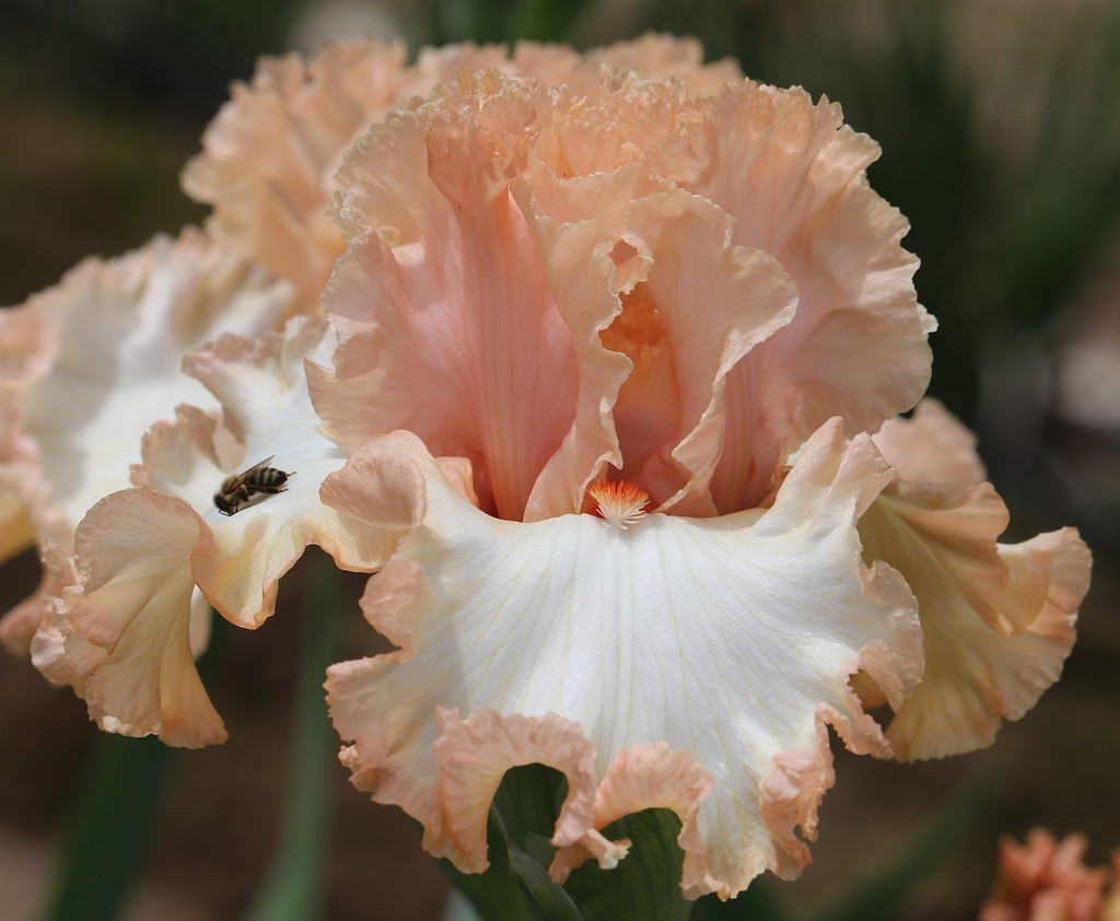 Delectation | Mid-America Garden