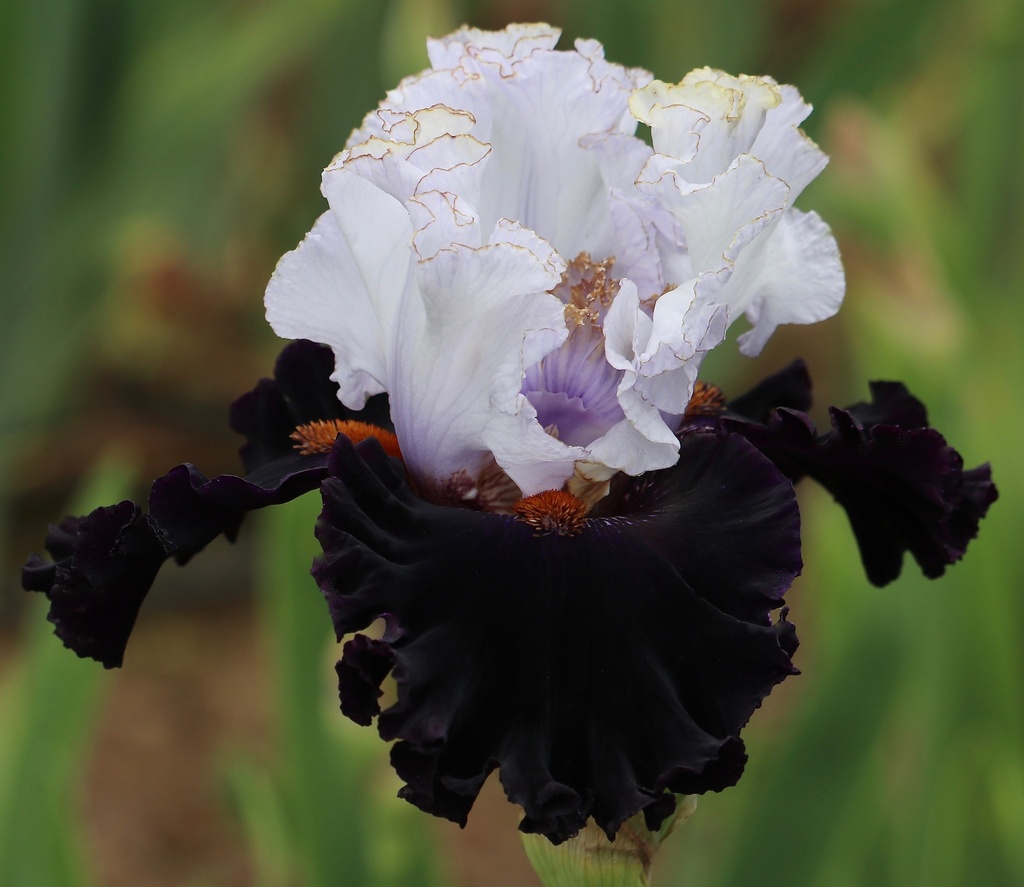 Shivers | Mid-America Garden