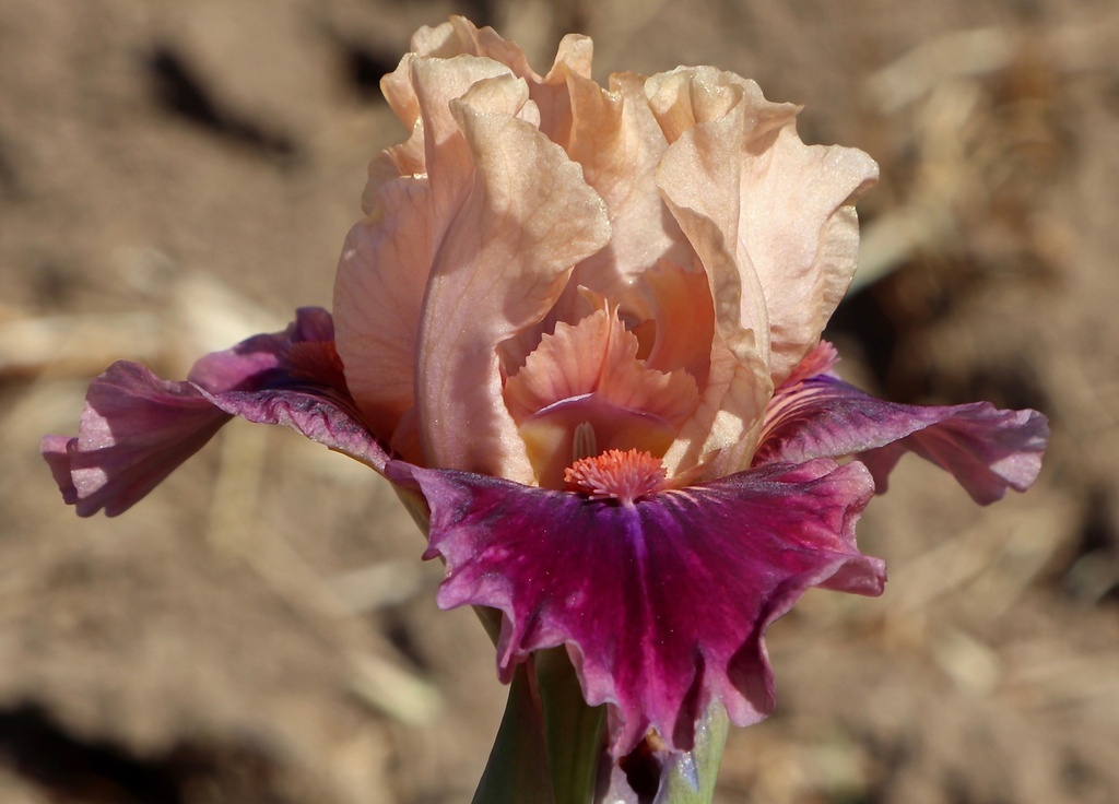 Boom | Mid-America Garden