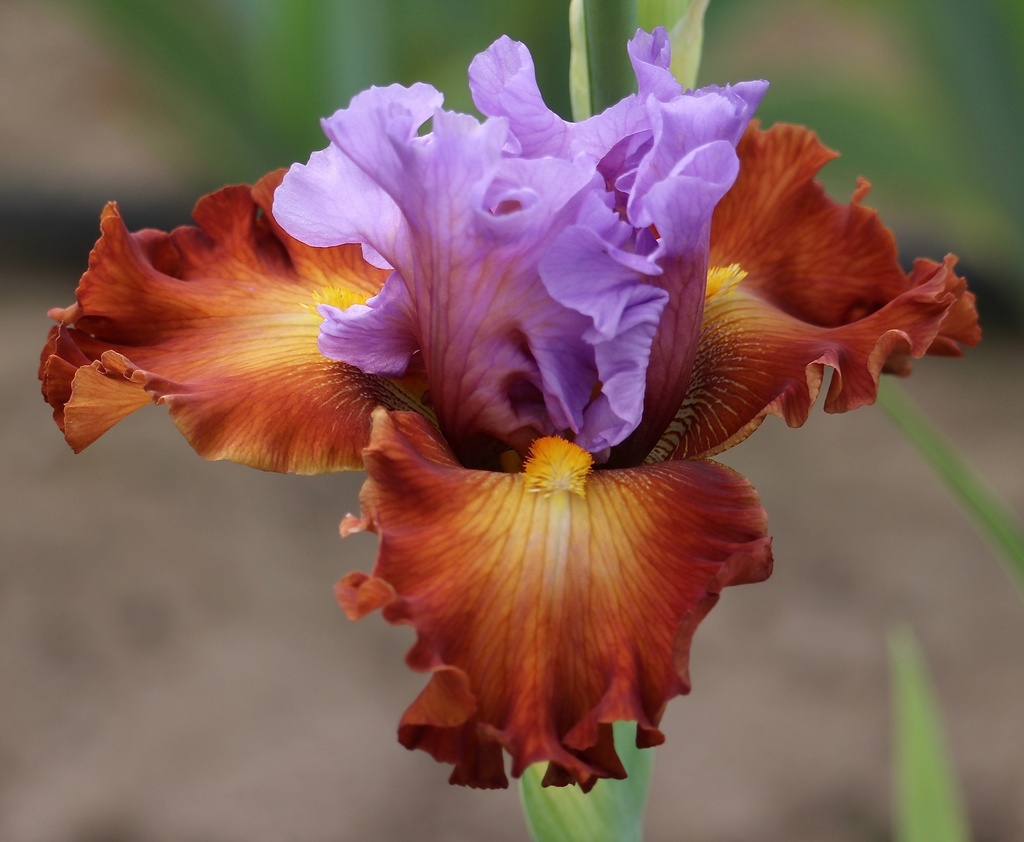 Fortunately | Mid-America Garden