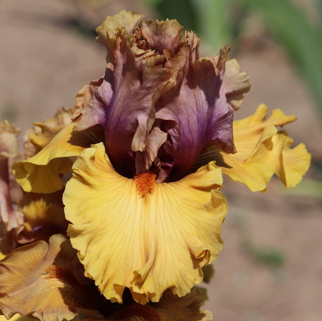 What's Up | Mid-America Garden