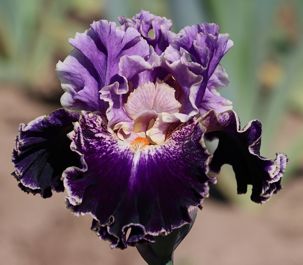 Moonlit Night | Mid-America Garden