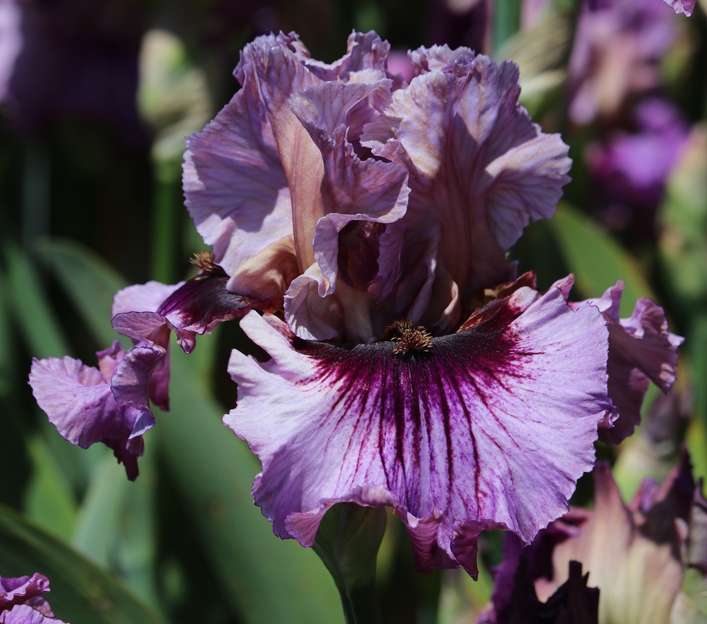 Mardi Gras Mask | Mid-America Garden
