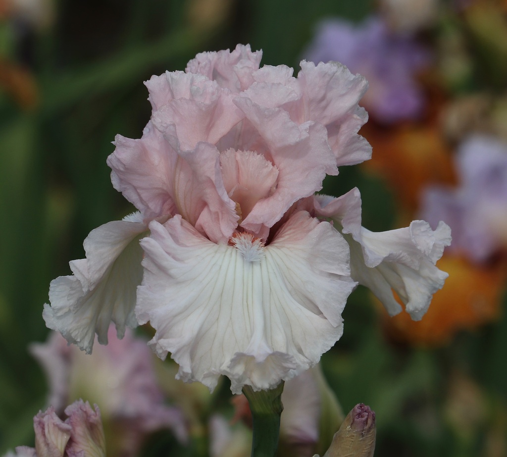 Vanity Girl | Mid-America Garden