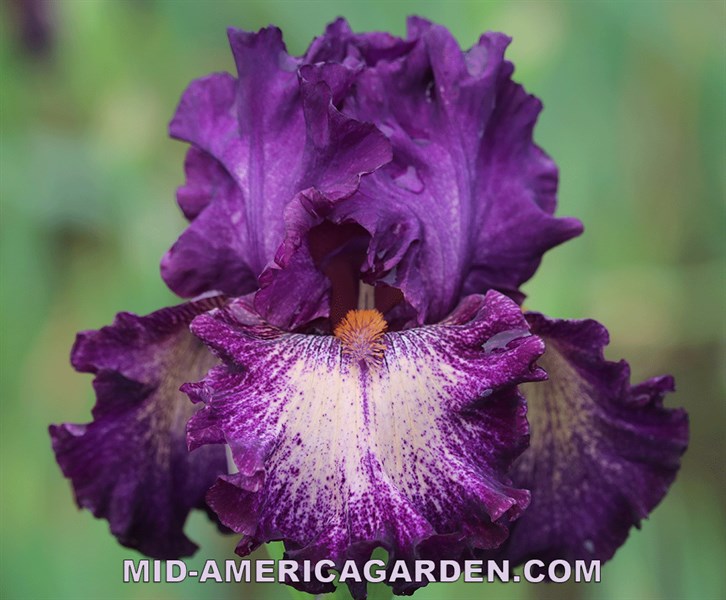 Dearest | Mid-America Garden