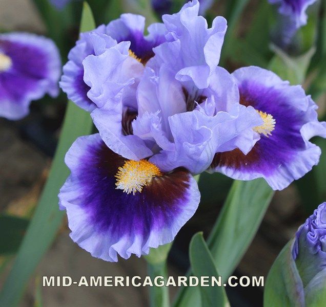 Thimble | Mid-America Garden