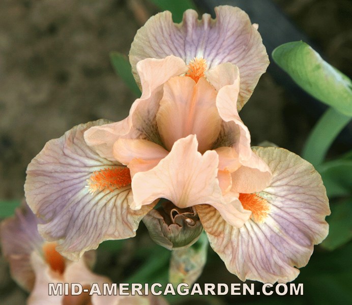 New Fangled | Mid-America Garden