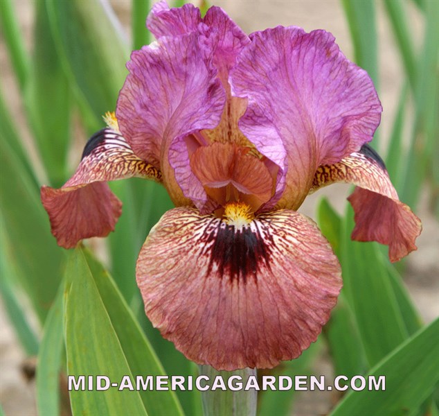 Persian Passion | Mid-America Garden