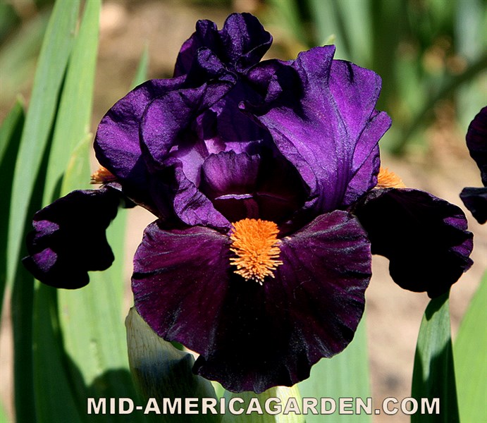 Queen Of Darkness | Mid-America Garden