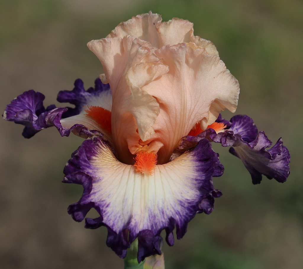 Conniption Fit | Mid-America Garden