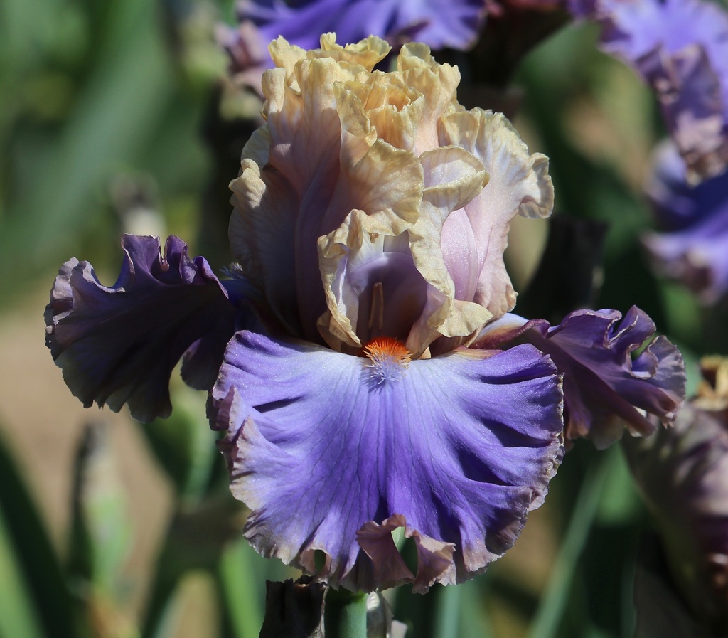 My Passion | Mid-America Garden