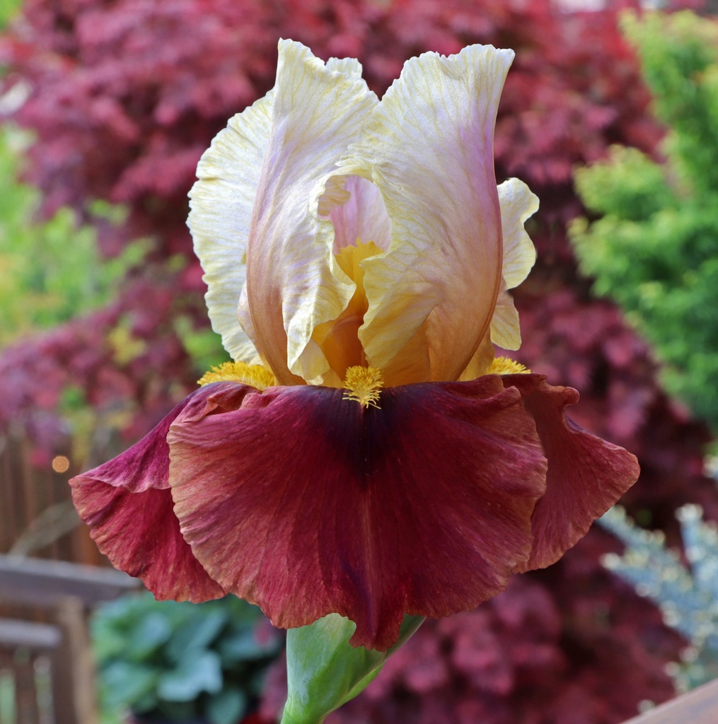 Pirate's Ransom | Mid-America Garden