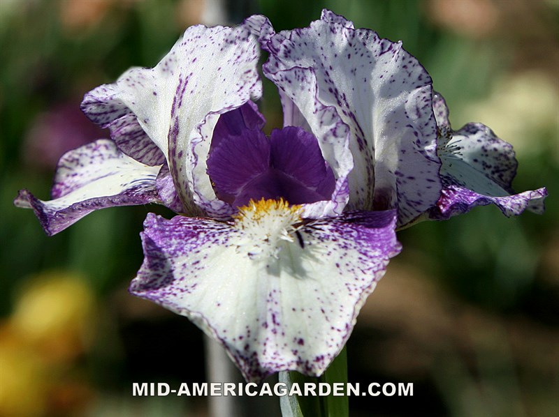 Radical Rascal | Mid-America Garden