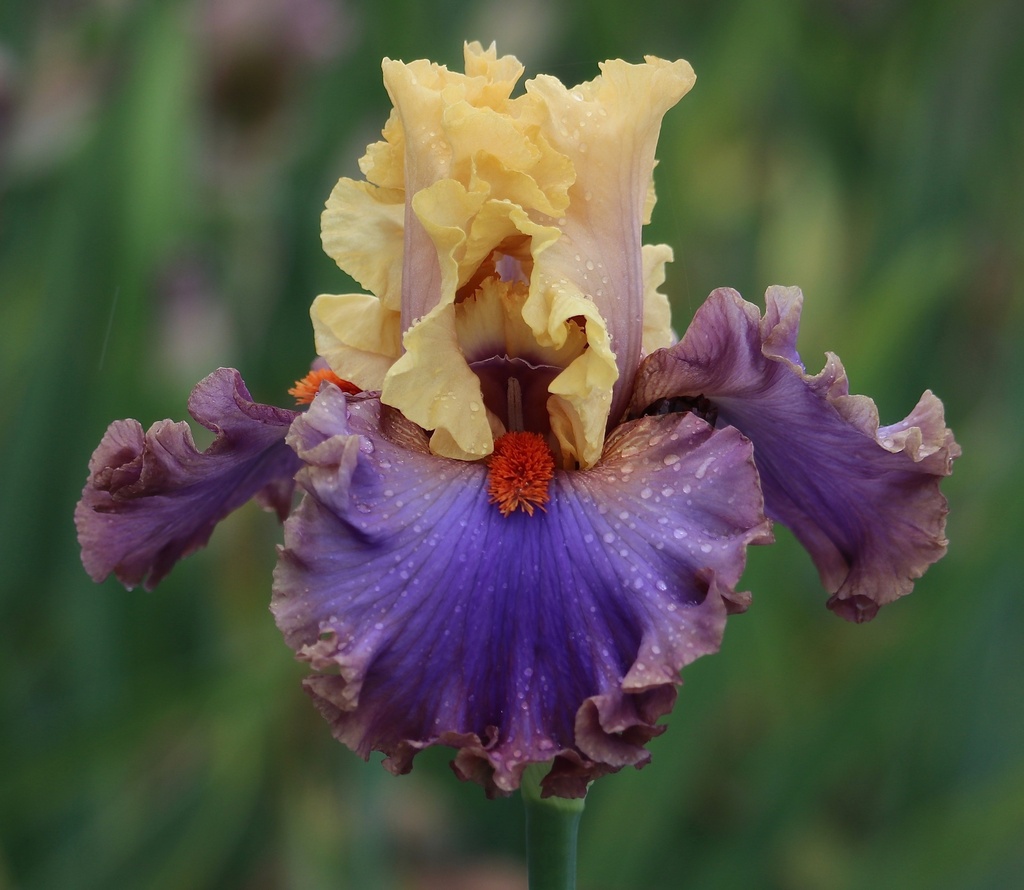 Magic In Me | Mid-America Garden