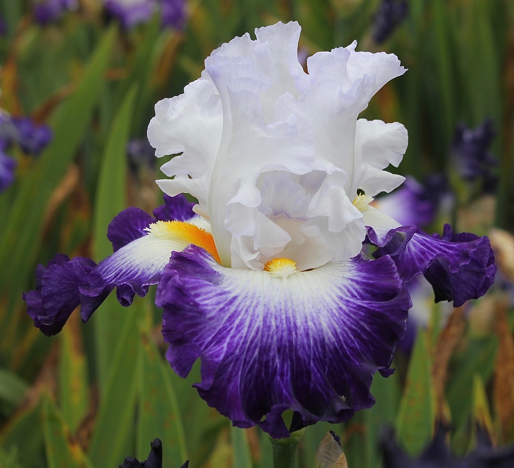 Moonlit Rendezvous | Mid-America Garden