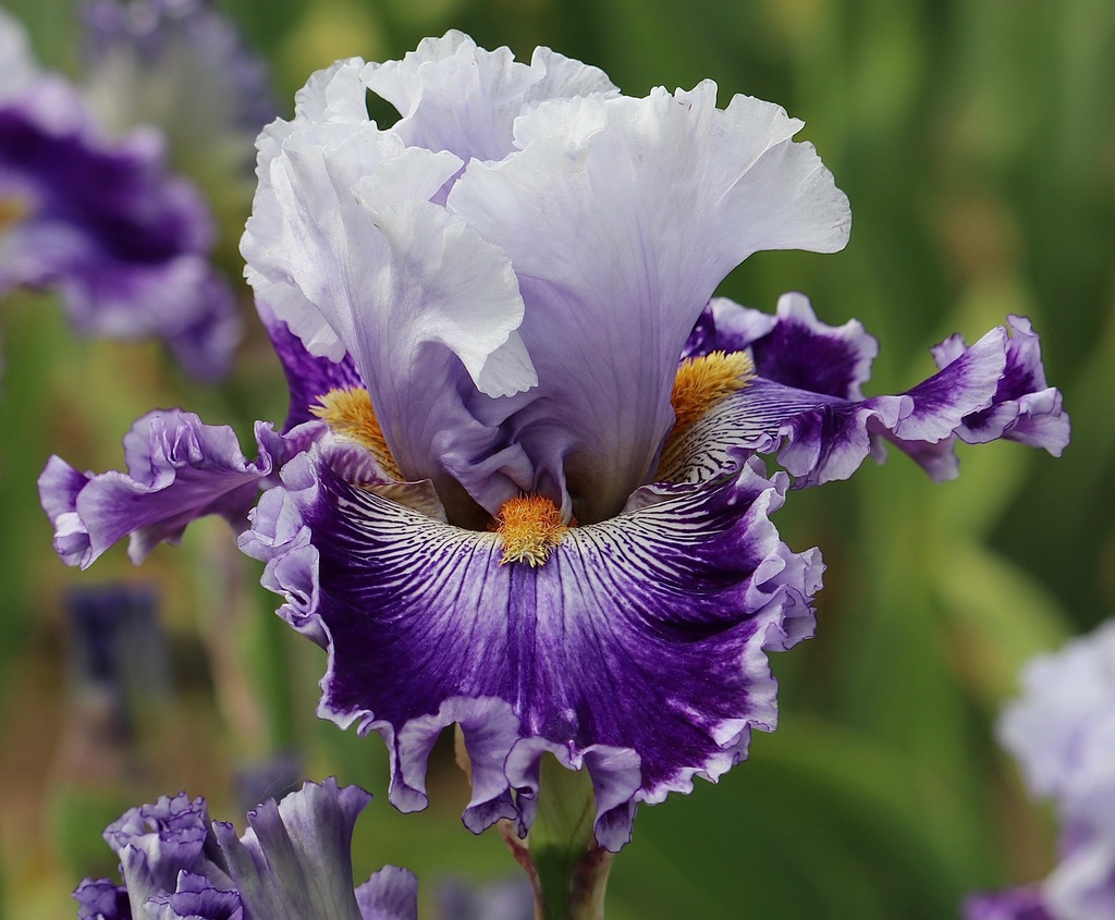 shout-it-out-loud-mid-america-garden