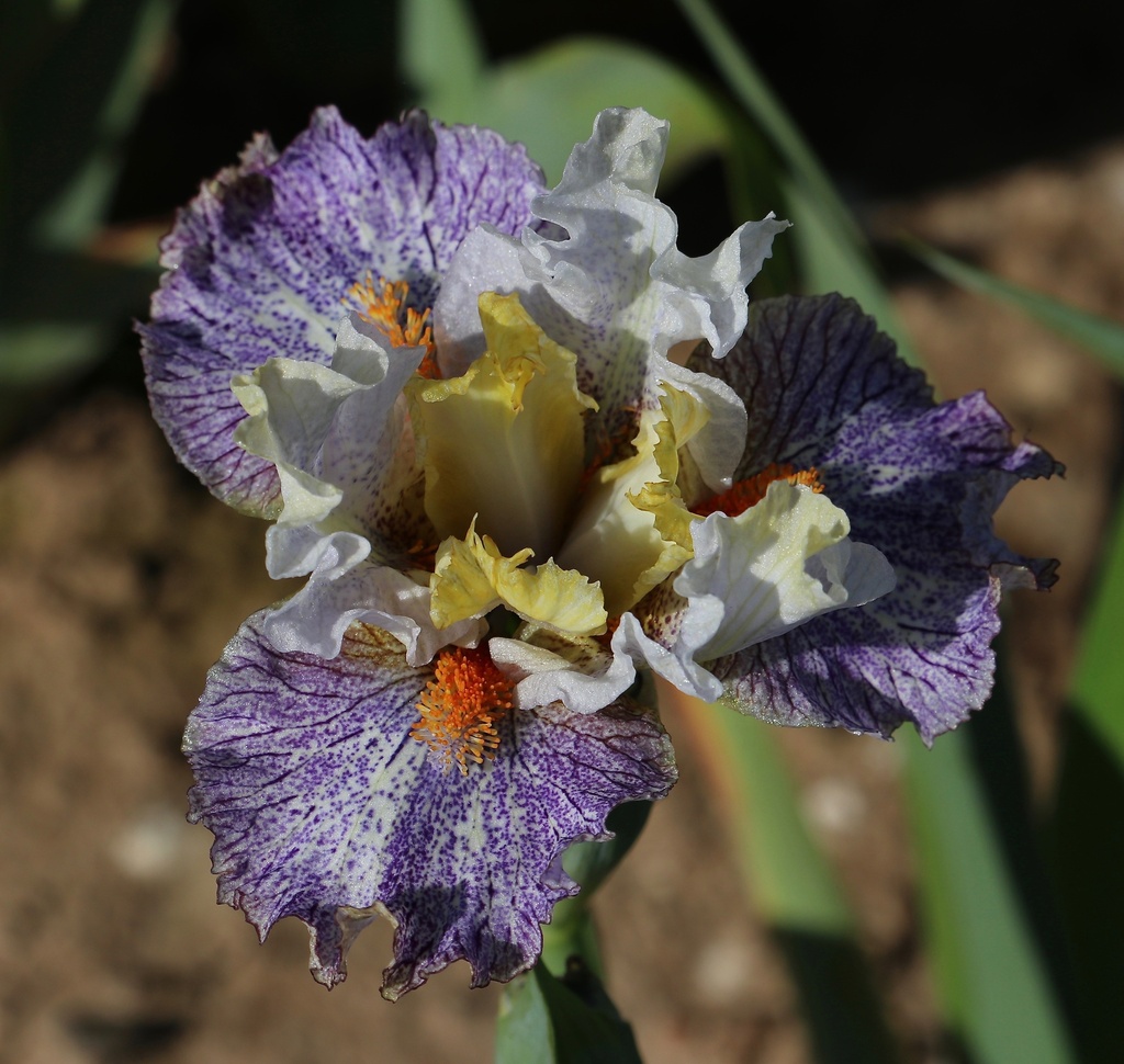 Tula | Mid-America Garden