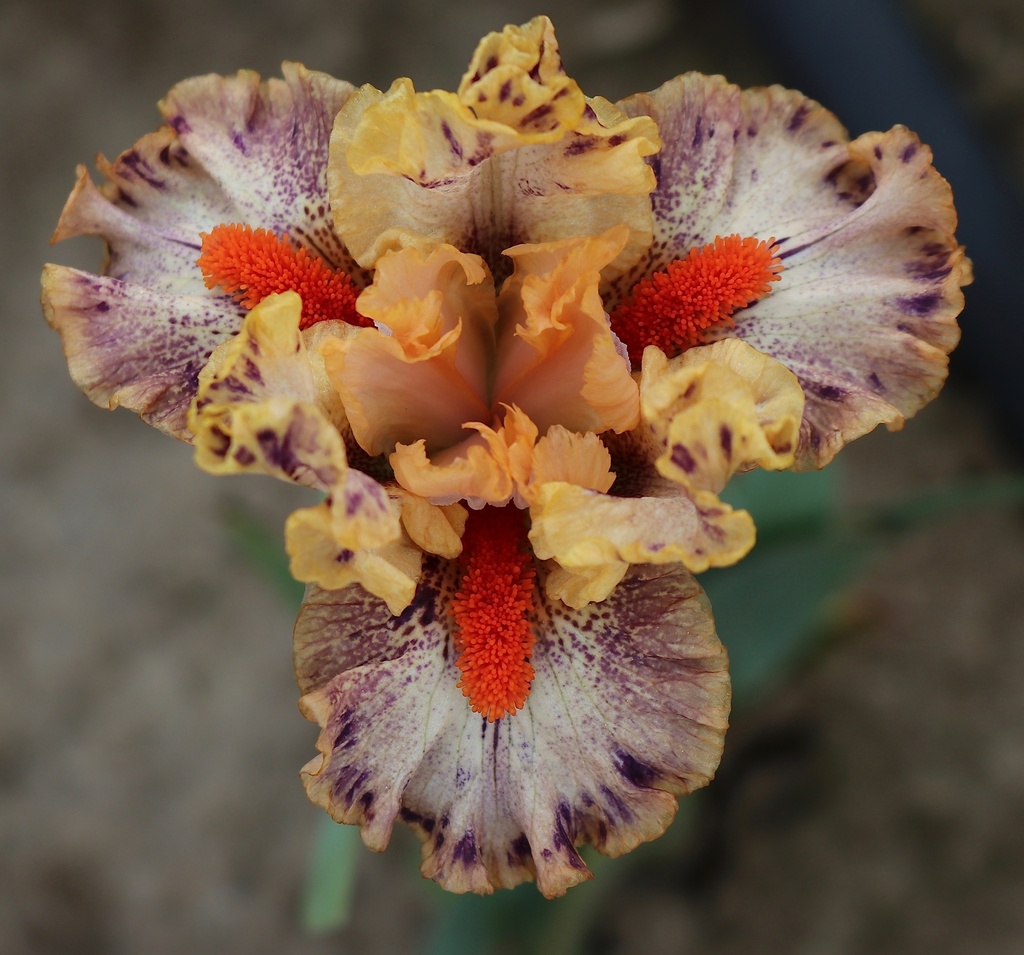 Zig Zag | Mid-America Garden