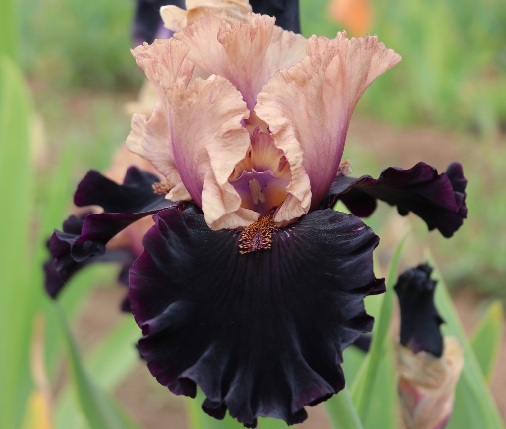 Taranis | Mid-America Garden