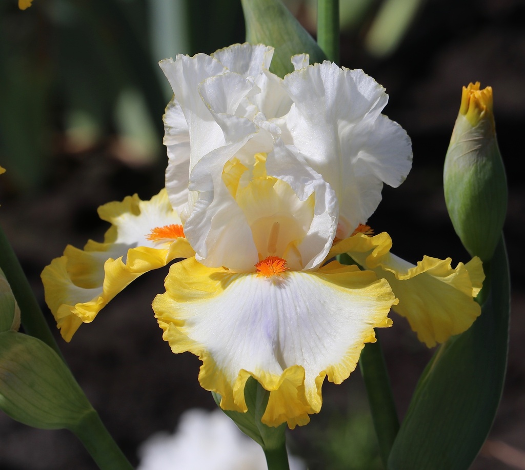 Junoesque | Mid-America Garden