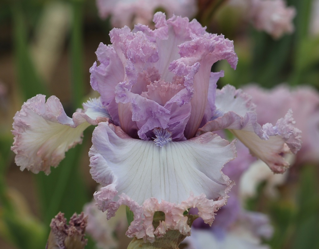 Unbridled Passion | Mid-America Garden