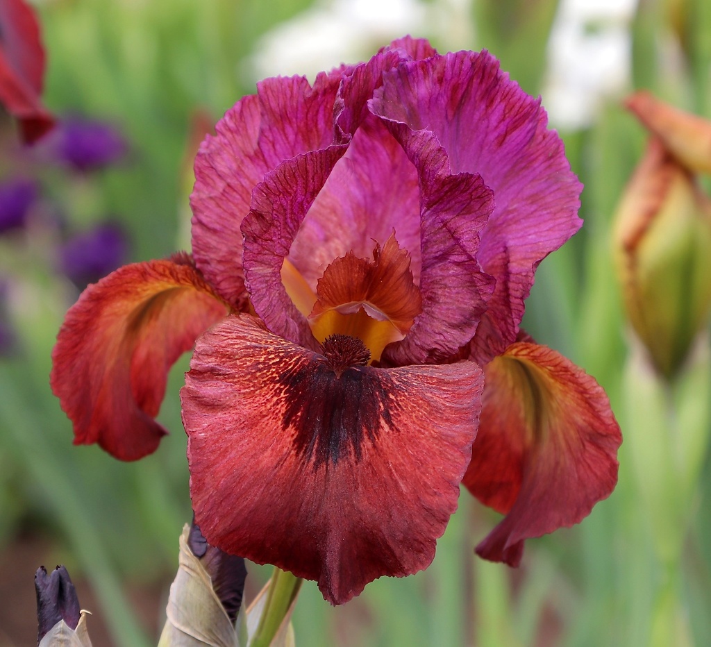 Red Eye Flight | Mid-America Garden