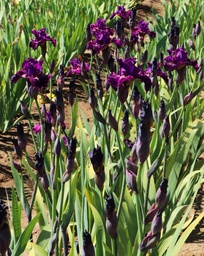 Shop | Mid-America Garden