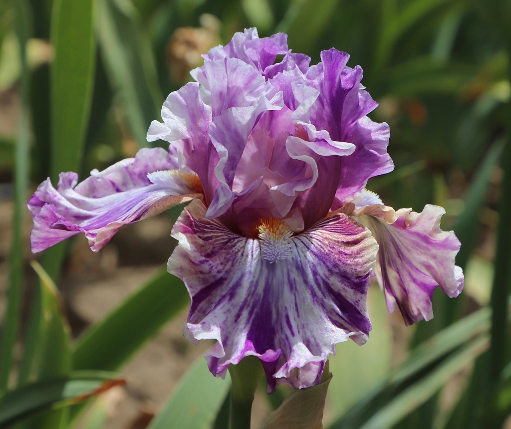 Too Mixed Up | Mid-America Garden