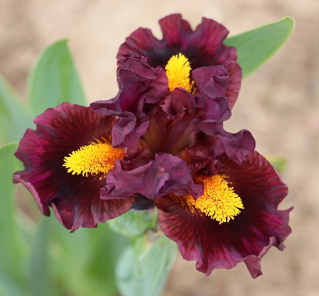 Might Explode | Mid-America Garden