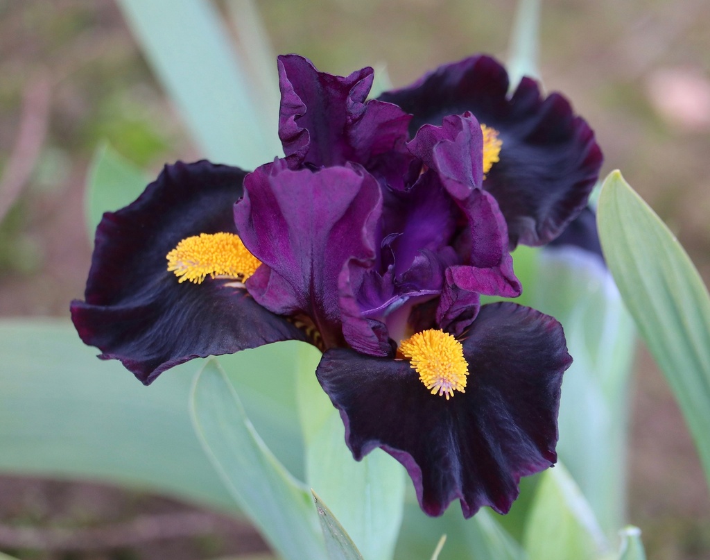 Practical Magic | Mid-America Garden