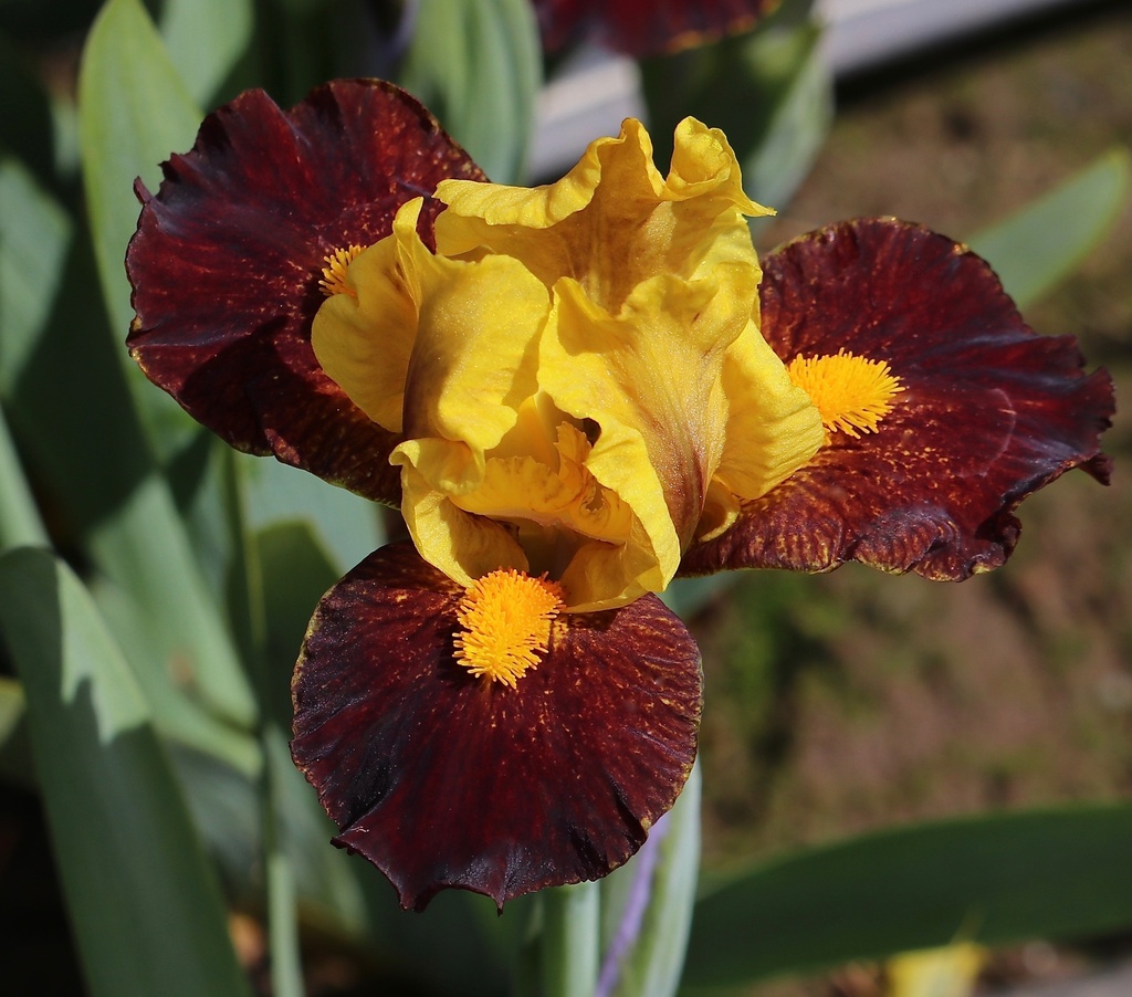 Scorching Hot | Mid-America Garden