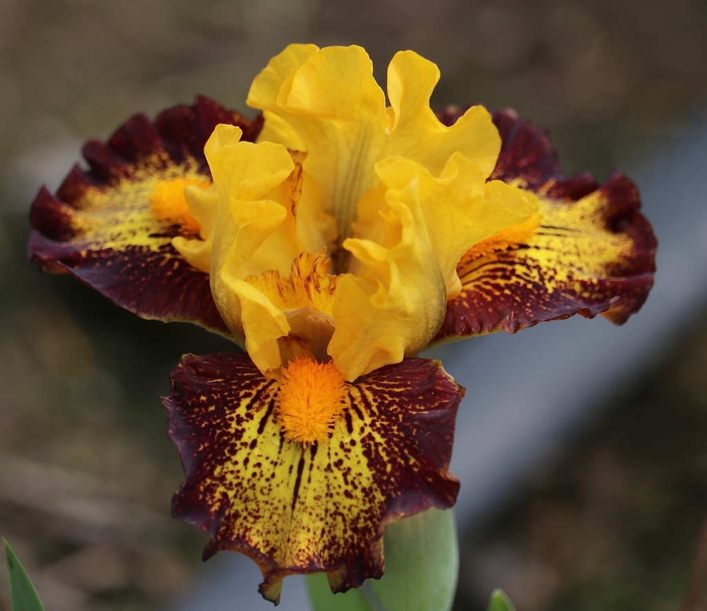 Sweet Baby Jane | Mid-America Garden