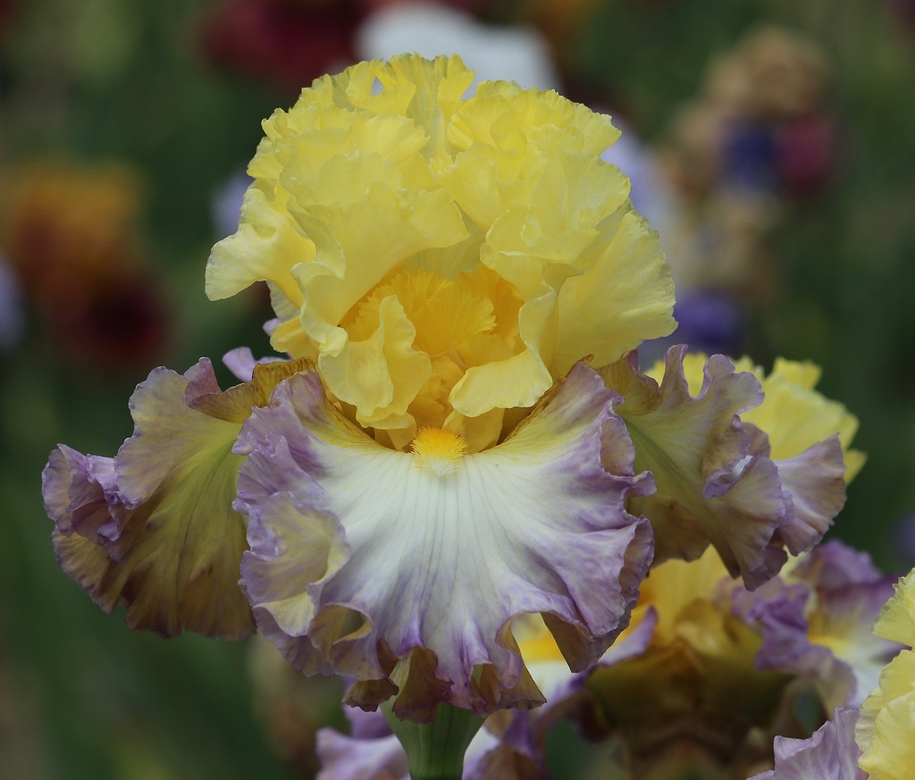 Let Me Be There | Mid-America Garden