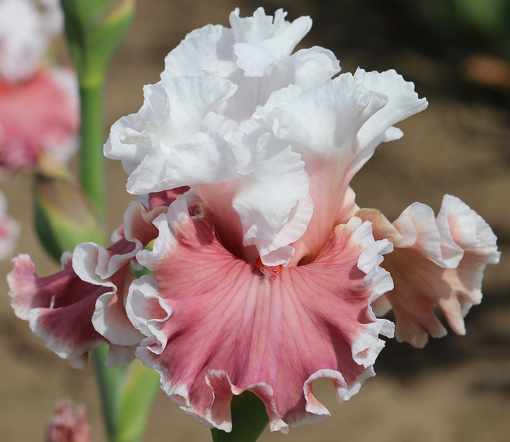 Lovely Livvy | Mid-America Garden