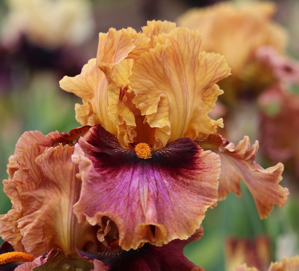 Open Flame | Mid-America Garden