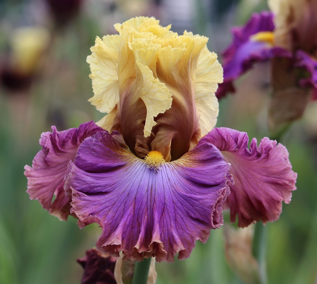 Opulent Affair | Mid-America Garden Opulent Affair | Mid-America Garden