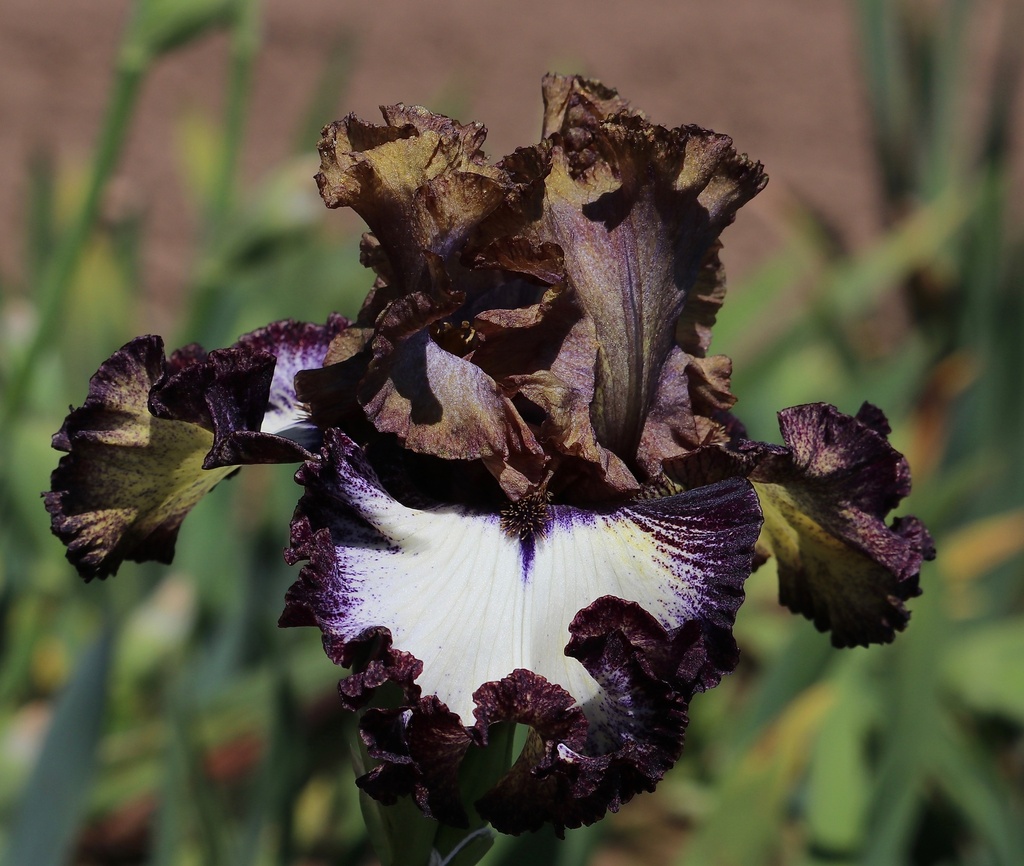 Secret Chord | Mid-America Garden