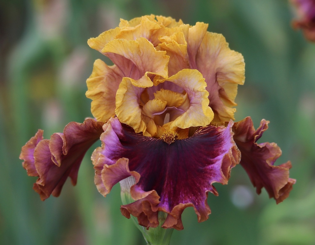 Vivid Sunset | Mid-America Garden