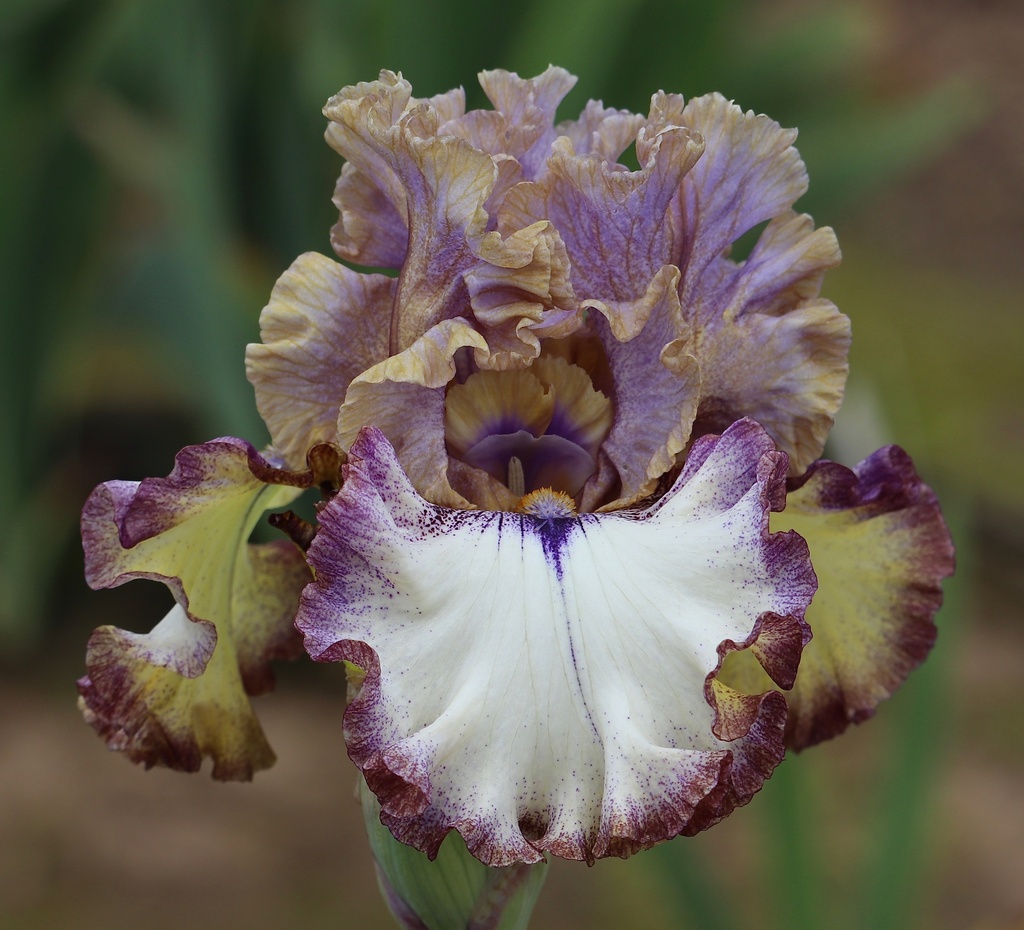 Web Of Lies | Mid-America Garden