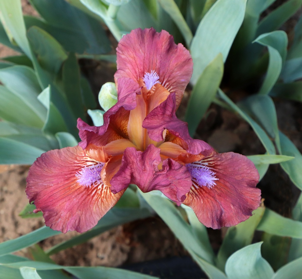 Proceeding Forward | Mid-America Garden
