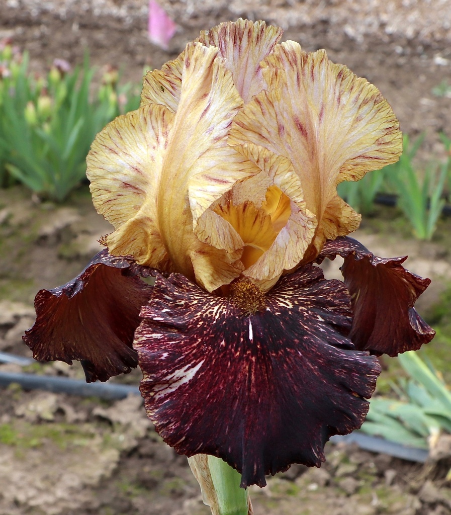 Spilt Milk | Mid-America Garden