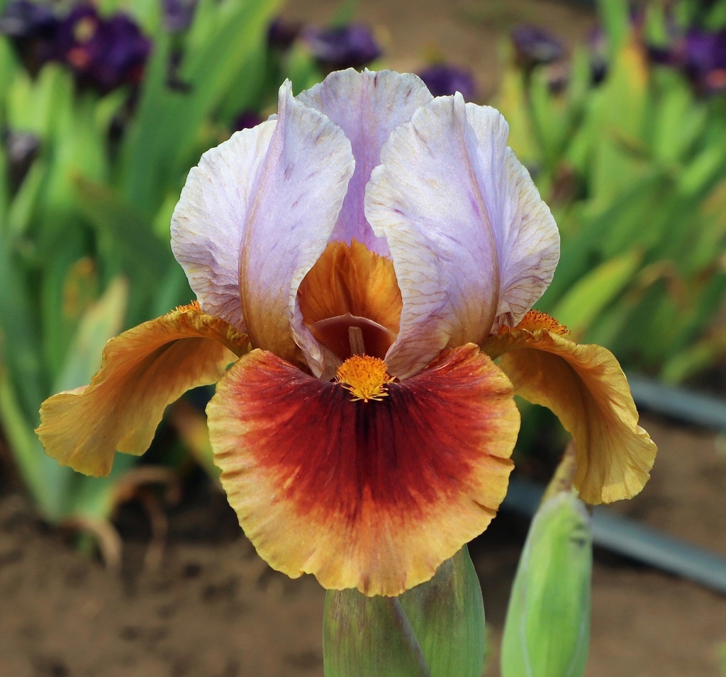 Galactic Gigolo | Mid-America Garden