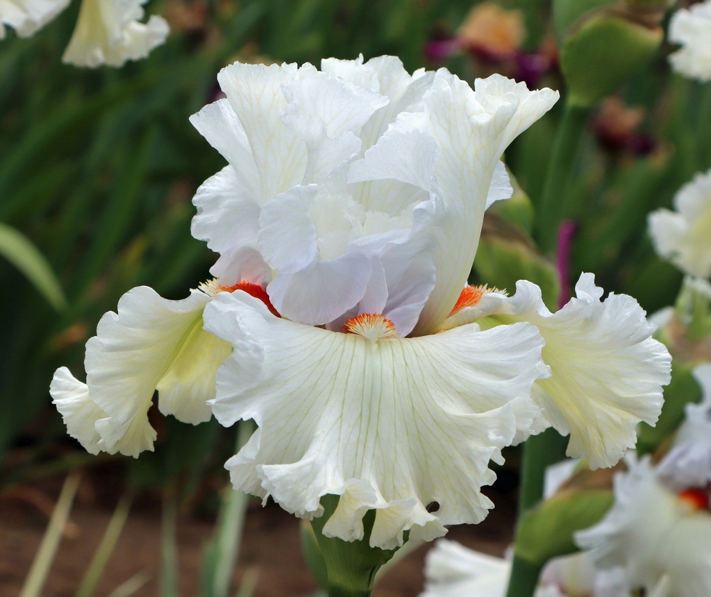 New Fallen Snow | Mid-America Garden