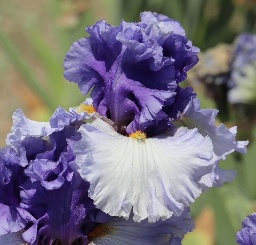 Cast Adrift | Mid-America Garden